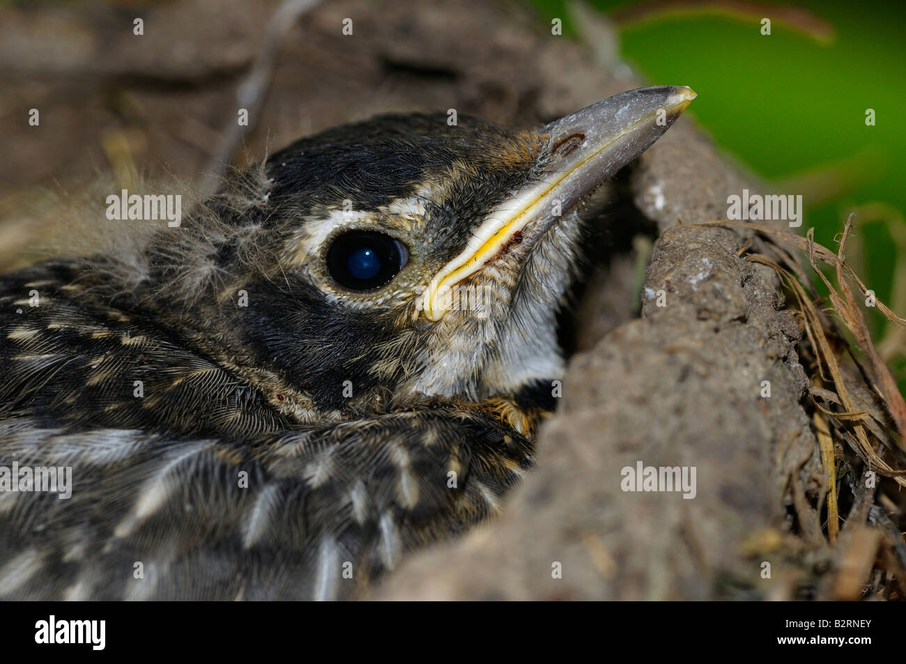 Fledgling robin hi-res stock photography and images - Alamy