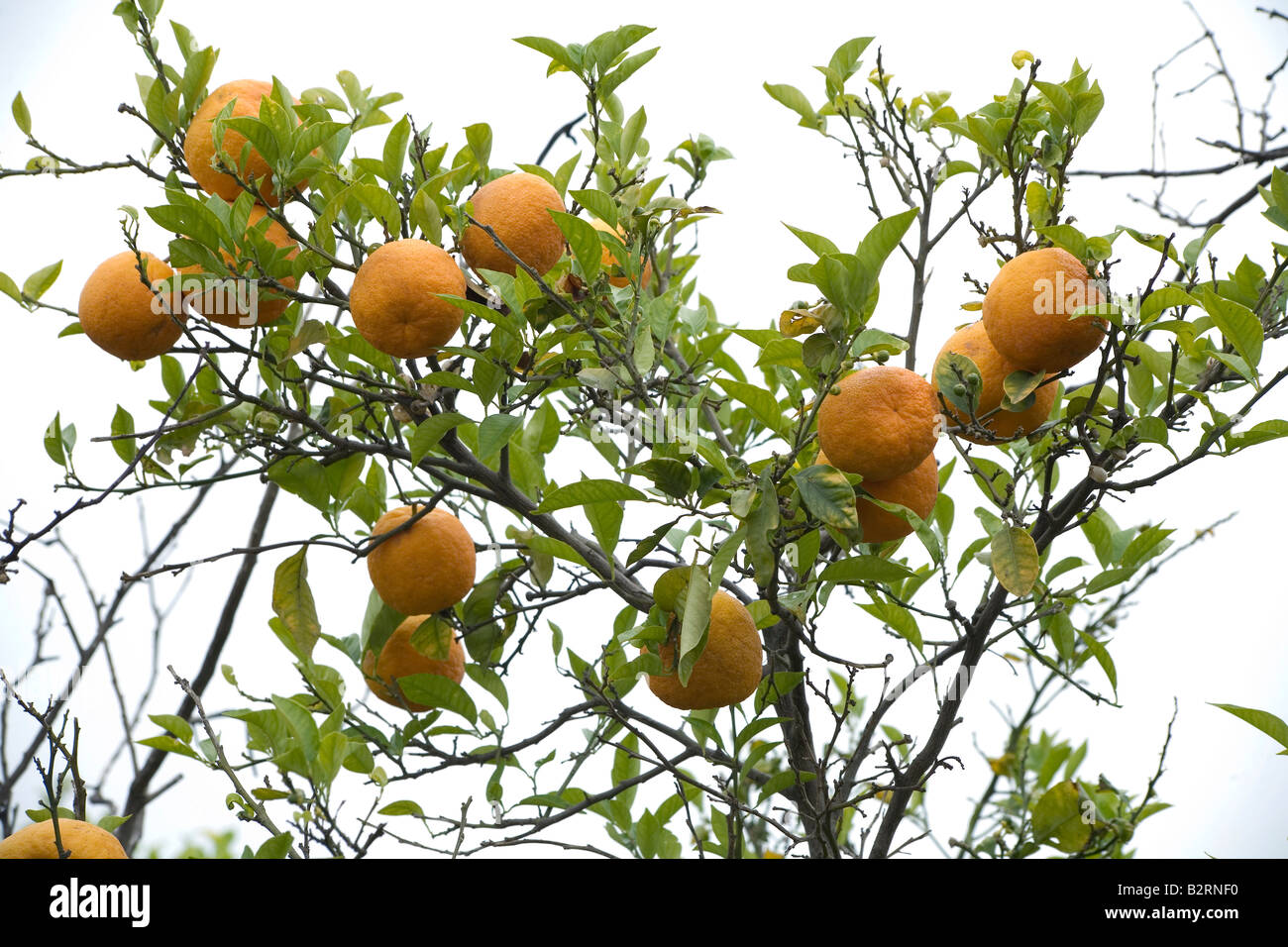 Peel pattern orange tree hi-res stock photography and images - Alamy