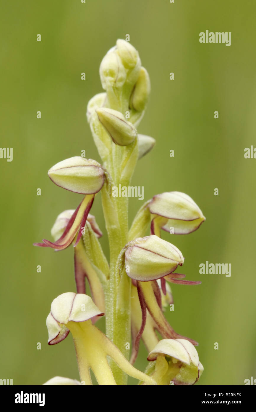 Man orchid orchis anthropophora hi-res stock photography and images - Alamy