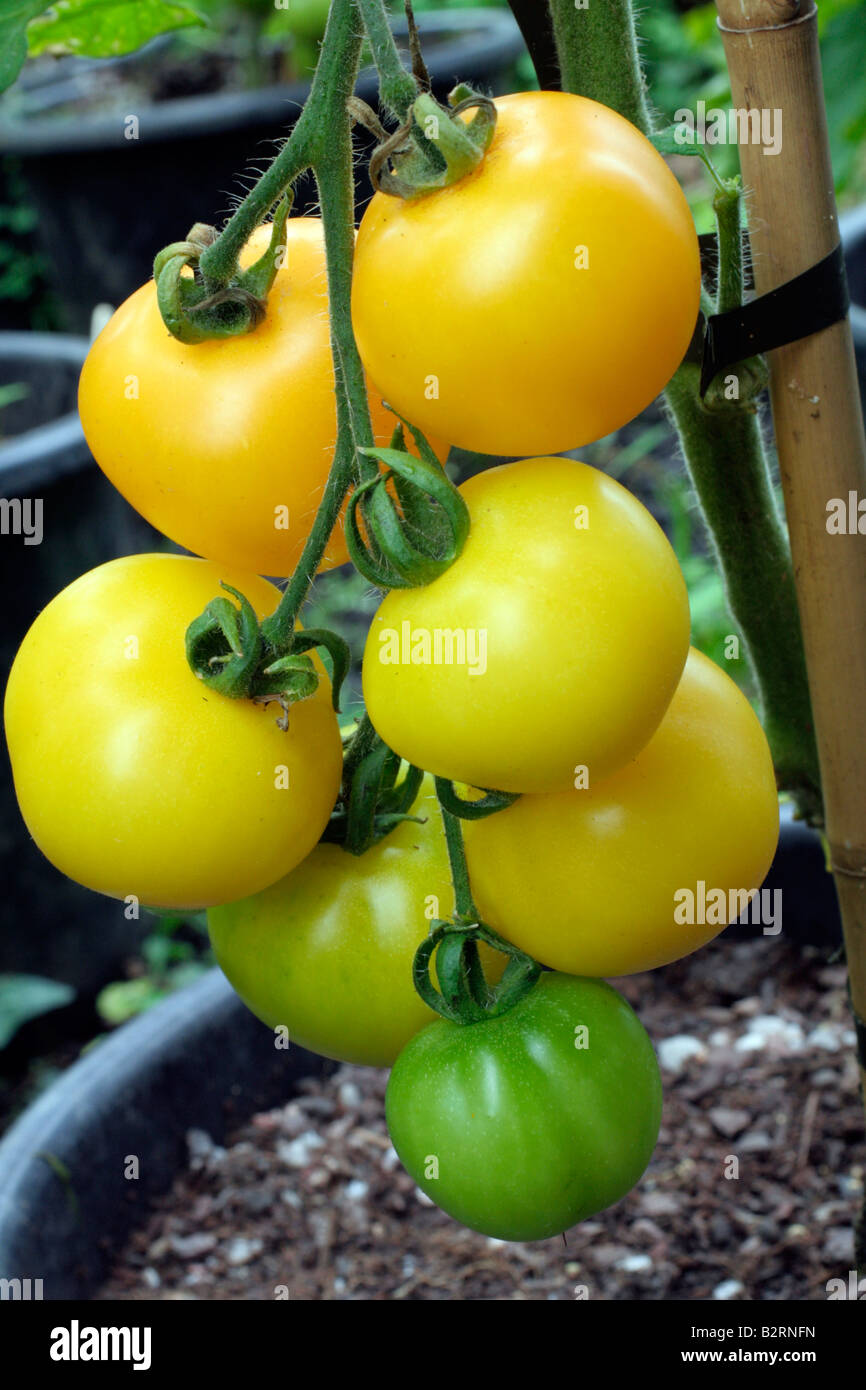 TOMATO GOLDEN QUEEN Stock Photo - Alamy