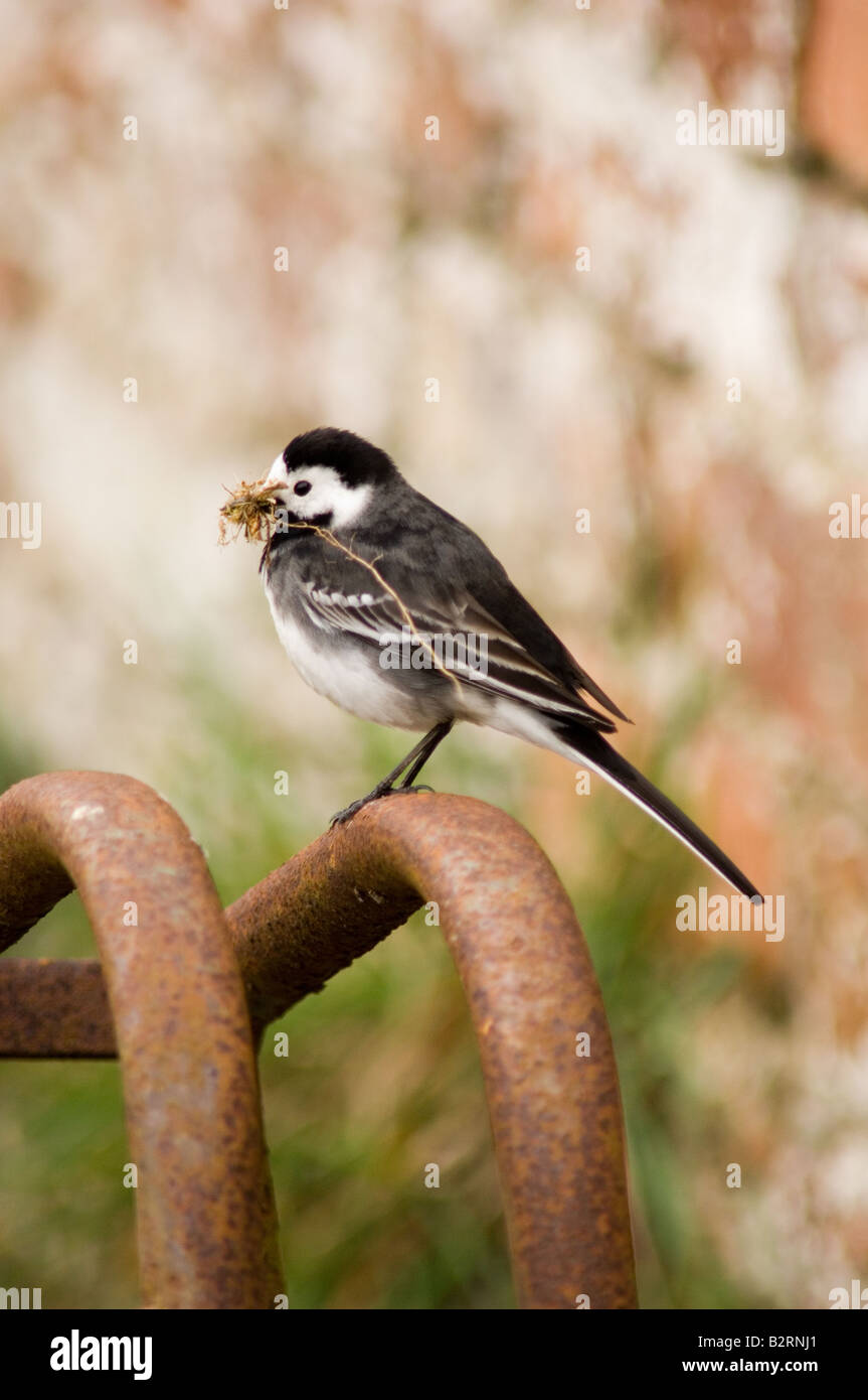 Female pied wagtail hi-res stock photography and images - Alamy