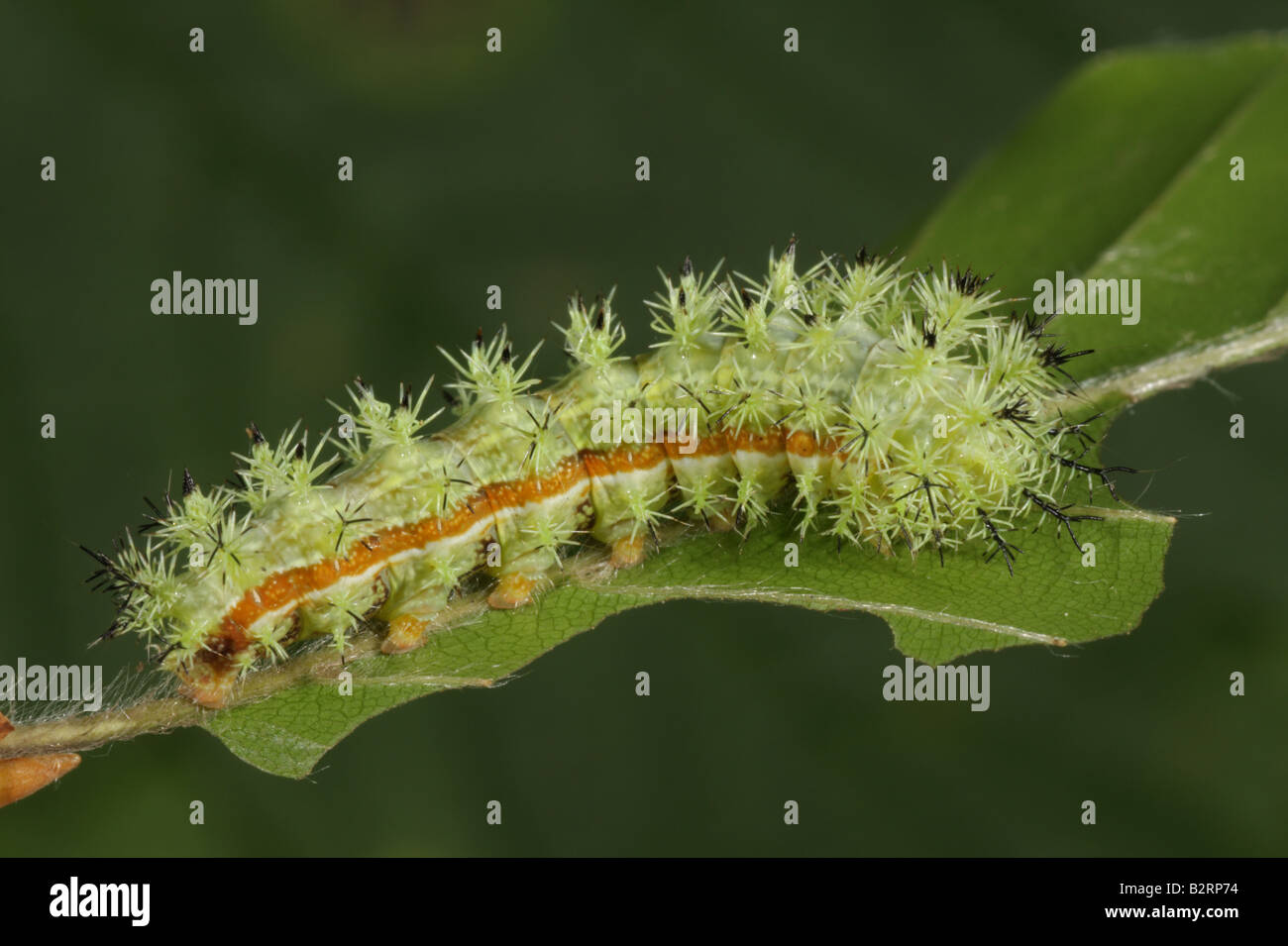 Bull's Eye Moth Larva - Automeris io Stock Photo - Alamy