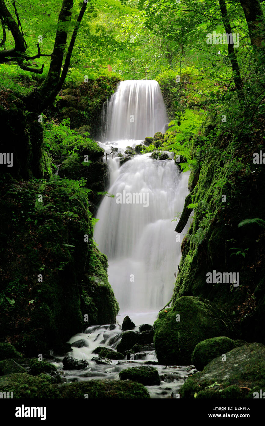 Canonteign Waterfalls the highest waterfalls in England Chudleigh ...