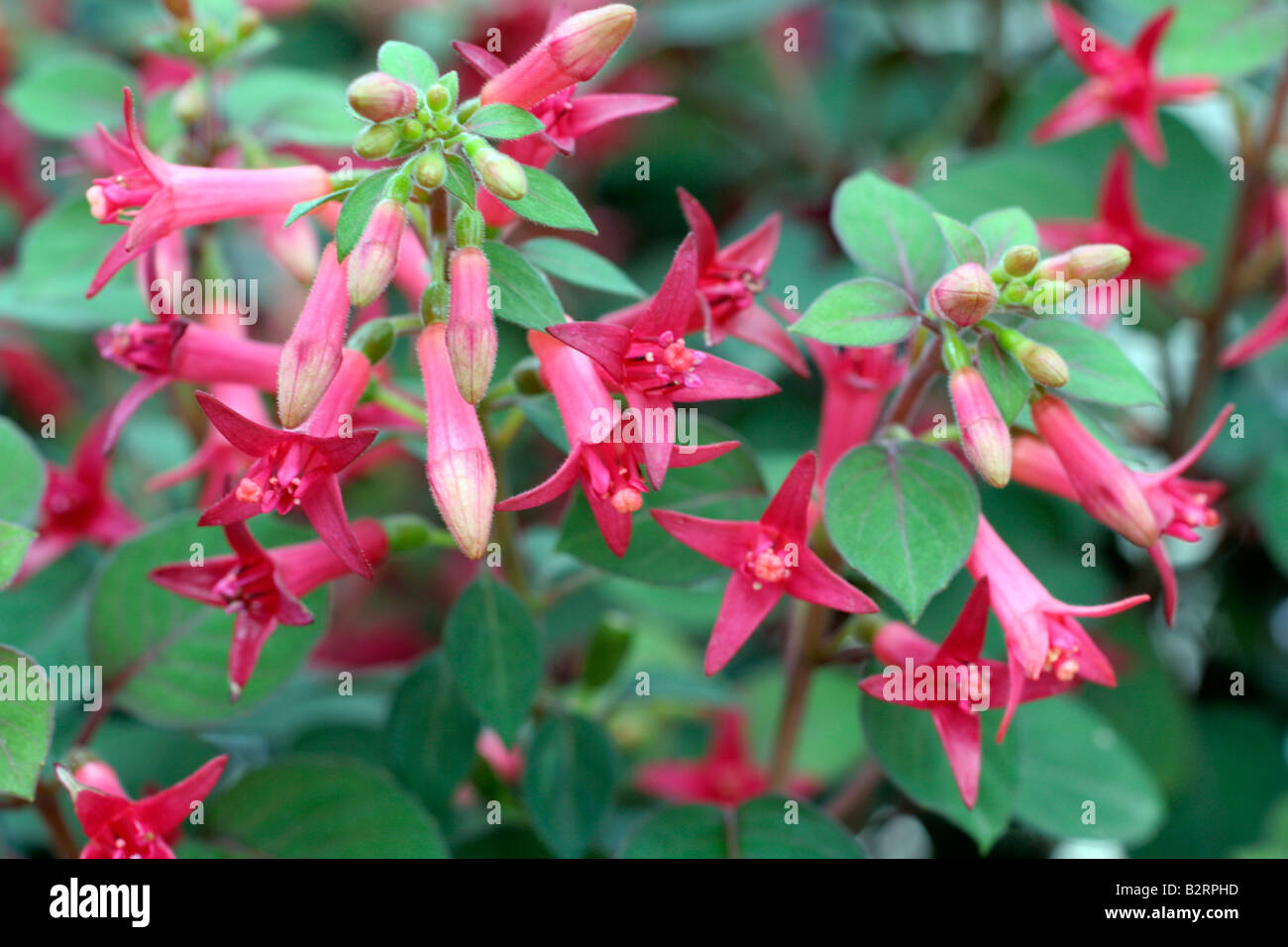 Fuchsia triphylla hi-res stock photography and images - Alamy
