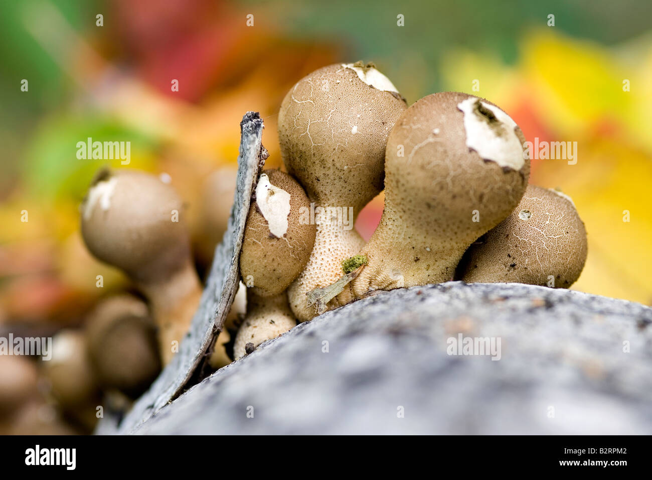 group of toadstools on the birch trunk Lycoperdon pyriforme Stock Photo ...