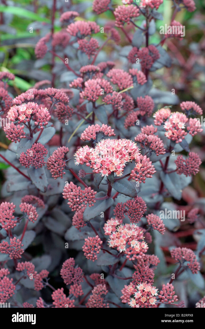 Sedum Purple Emperor High Resolution Stock Photography and Images - Alamy