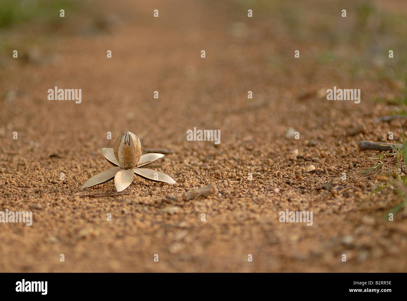 A single dried flower Stock Photo - Alamy
