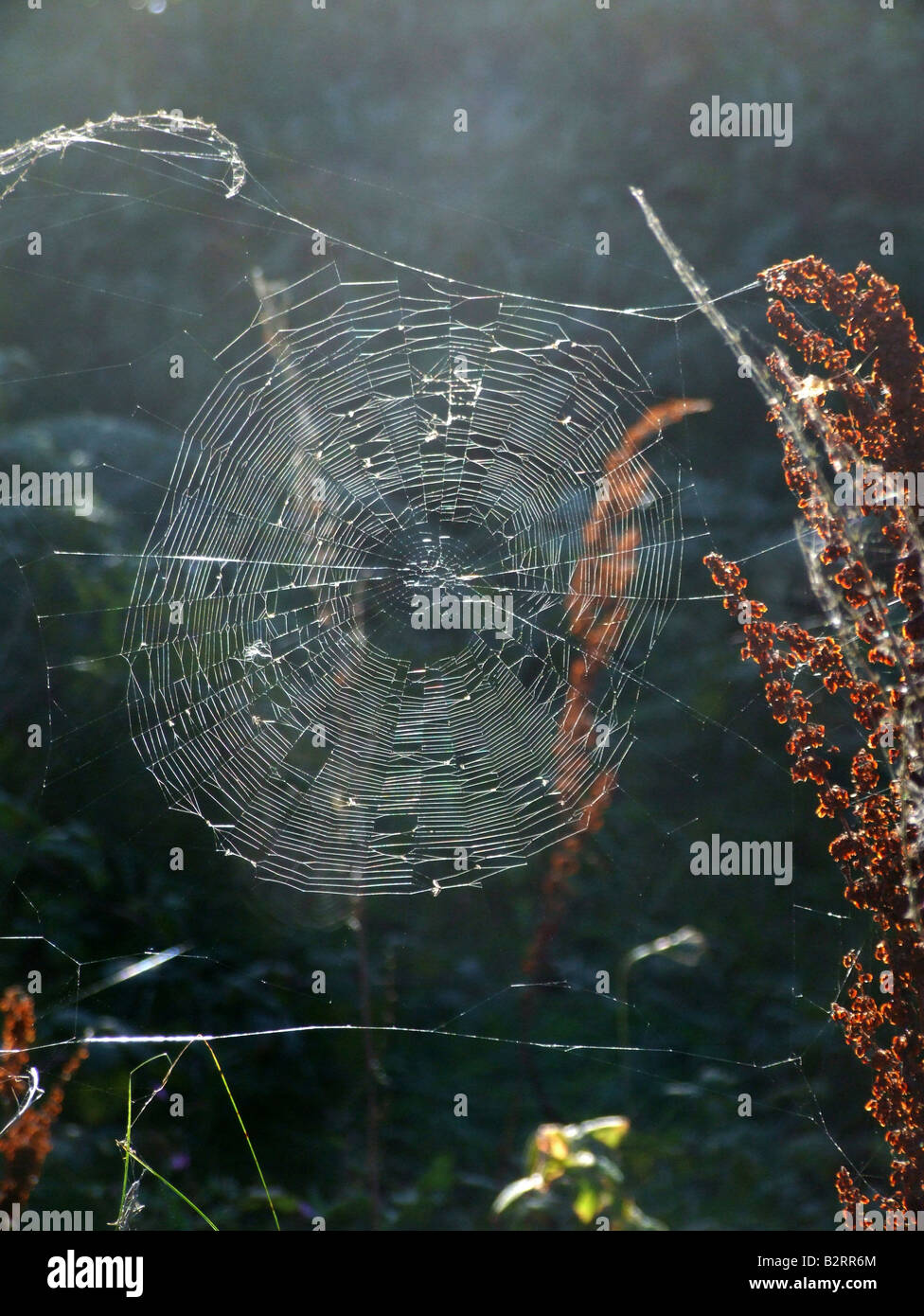 one spider cobweb in field in countryside Stock Photo - Alamy
