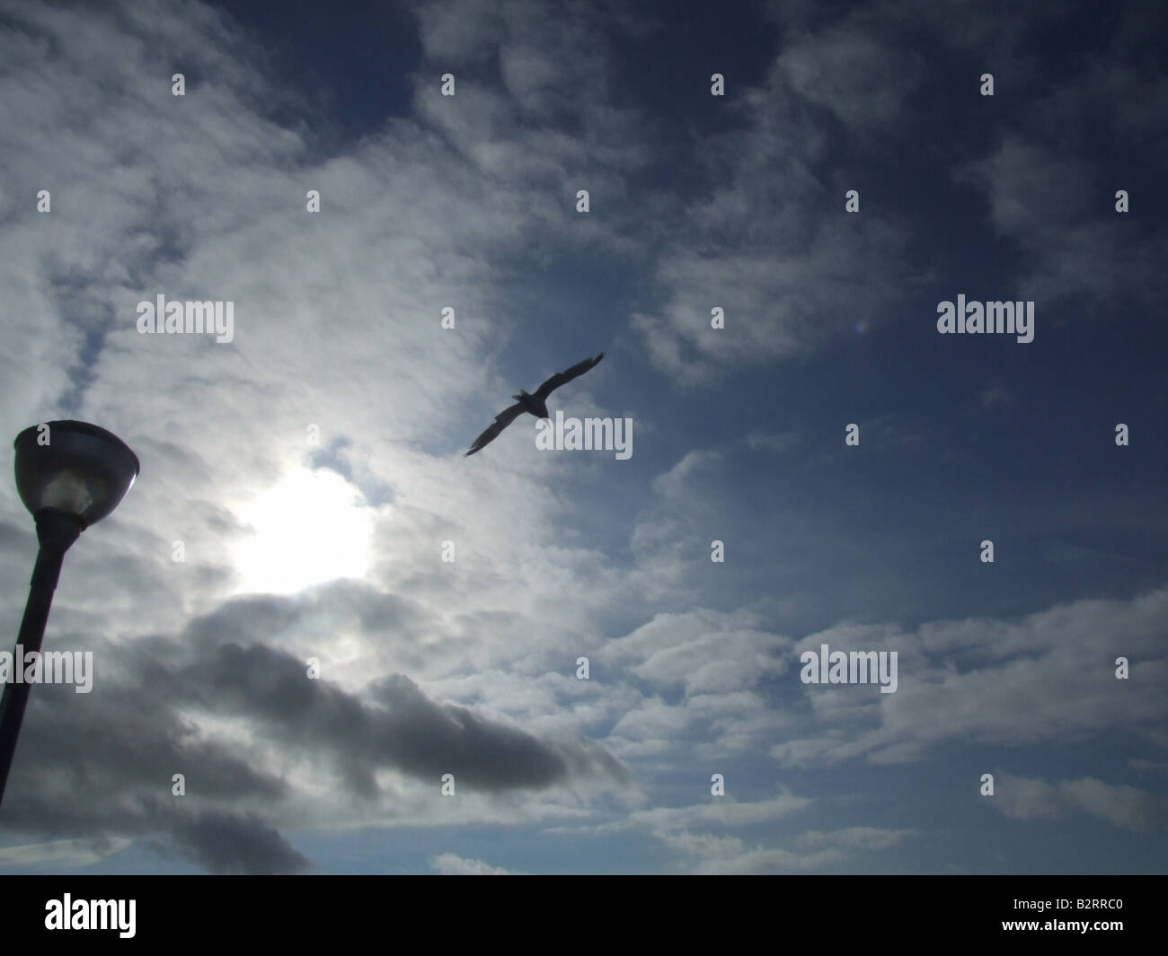 one sea gull flying in blue sky Stock Photo - Alamy