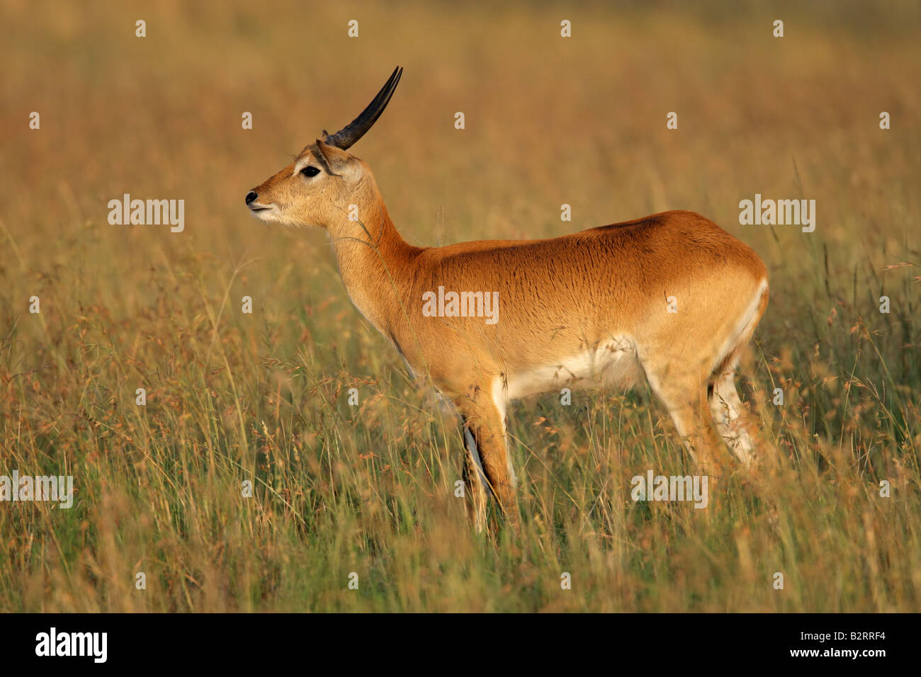 A male red lechwe antelope (Kobus leche), southern Africa Stock Photo ...