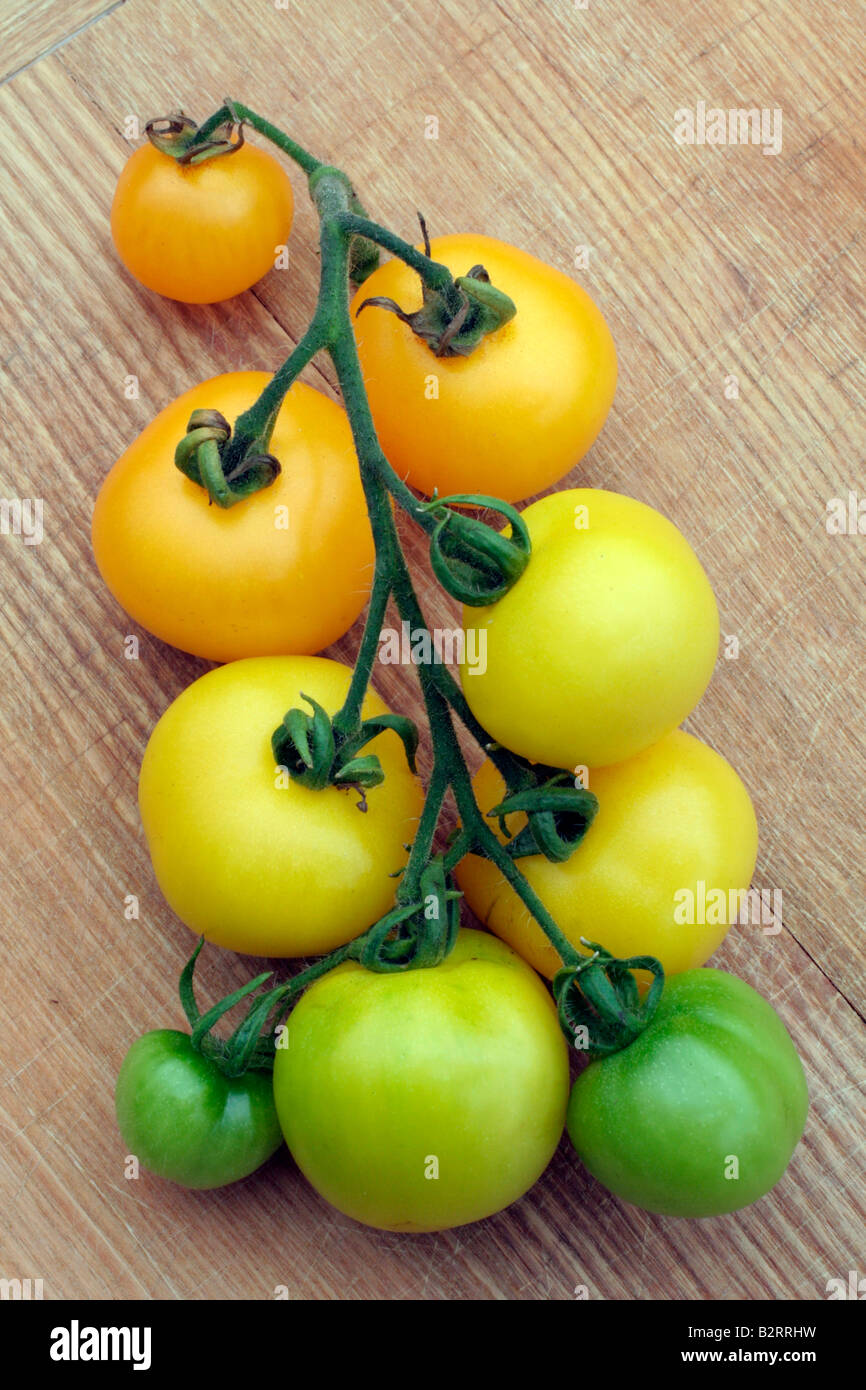 TOMATO GOLDEN QUEEN Stock Photo - Alamy