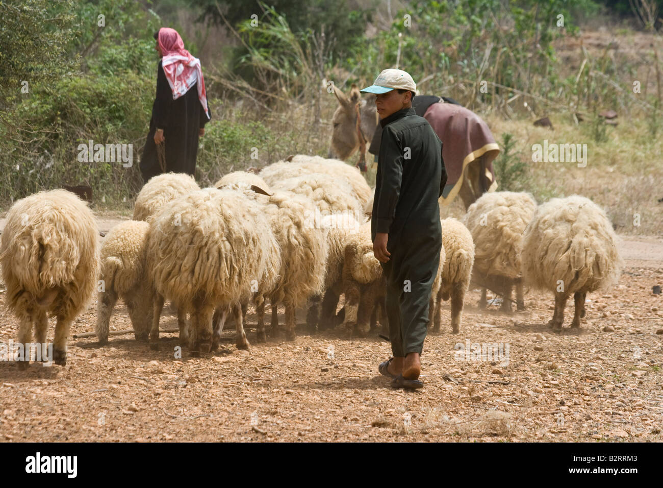 Bedouin sheep shepherd syria hi-res stock photography and images - Alamy