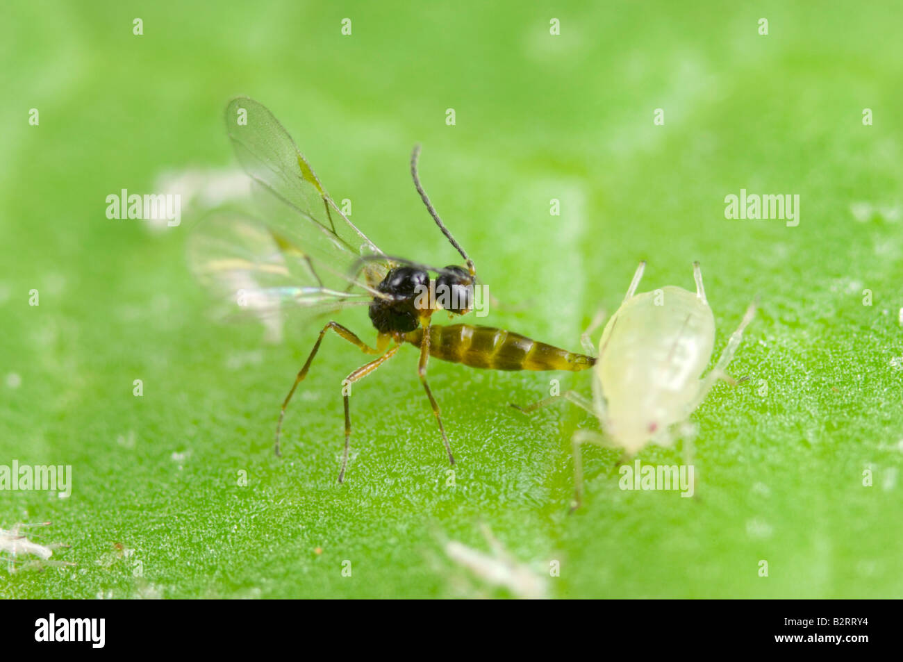 Parasitic wasp Aphidius colemani stinging green peach aphid Stock Photo ...
