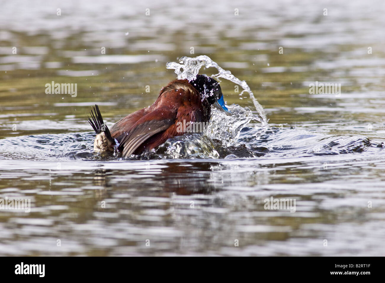 A male blue-billed duck (oxyura australis) throwing water over itself ...