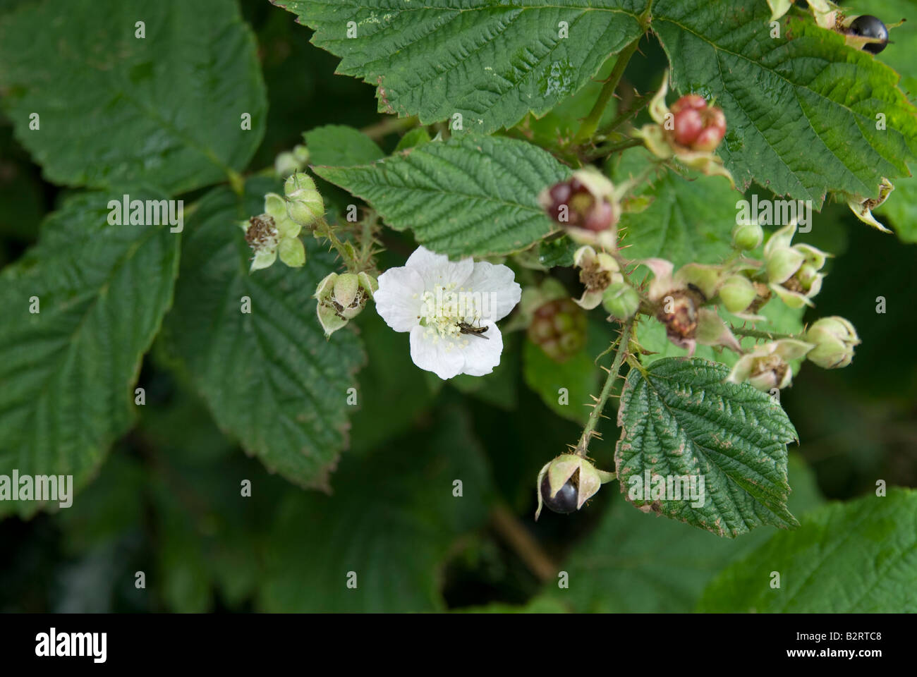 Bramble flower hi-res stock photography and images - Alamy