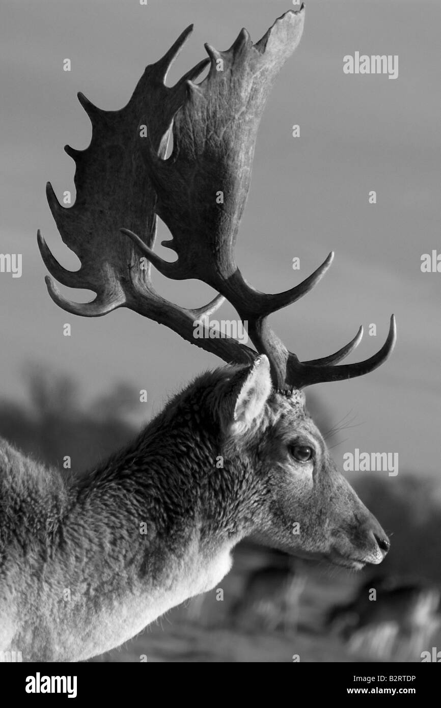 Strong stag Black and White Stock Photos & Images - Alamy