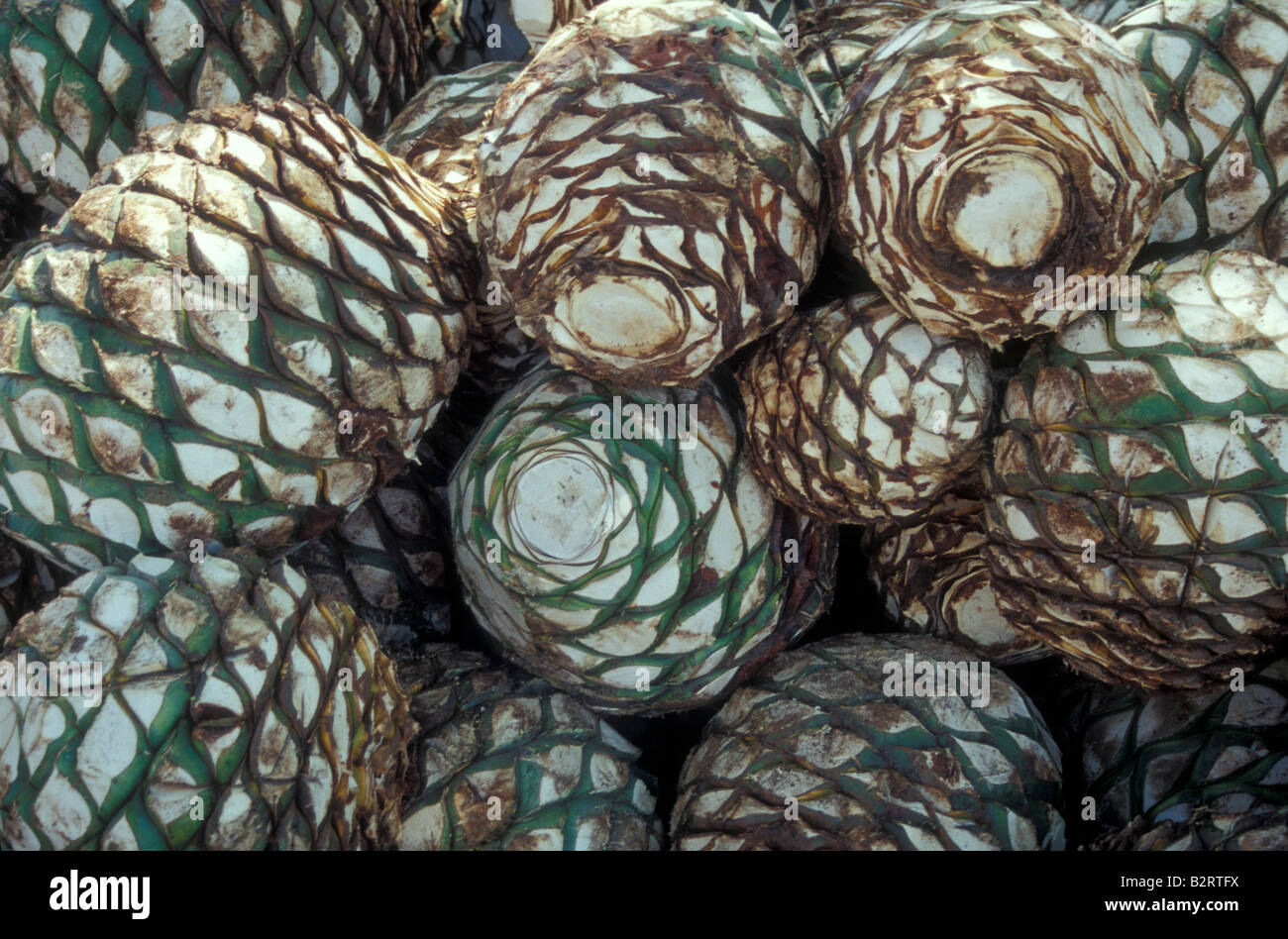 Blue Agave Pineapple