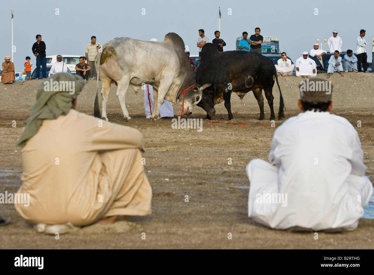 Bull arab hi-res stock photography and images - Alamy