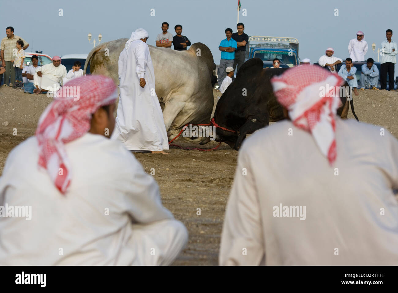 Arab Men Watching Bull Butting in Fujairah UAE Stock Photo - Alamy