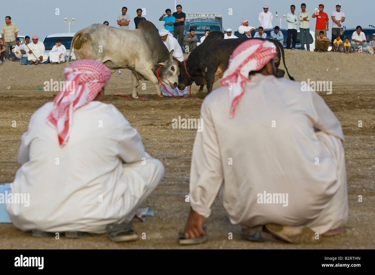 Arab Men Watching Bull Butting in Fujairah UAE Stock Photo - Alamy