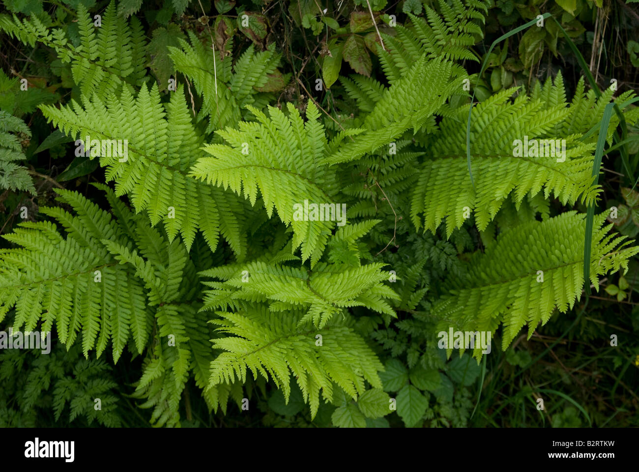 Hedgerow fern leaf hi-res stock photography and images - Alamy