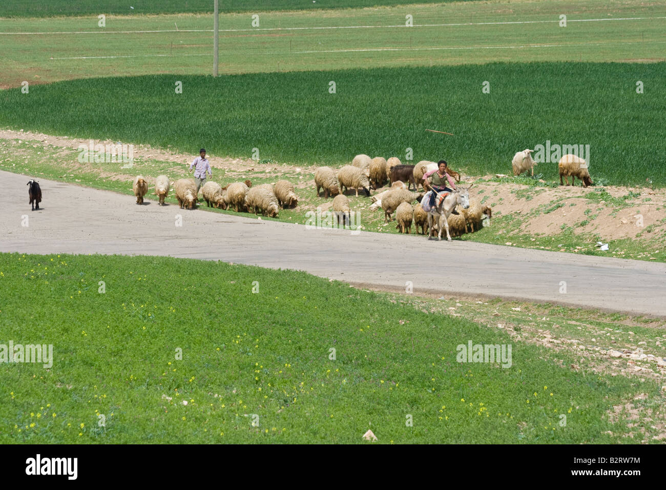 Syrian sheep hi-res stock photography and images - Alamy