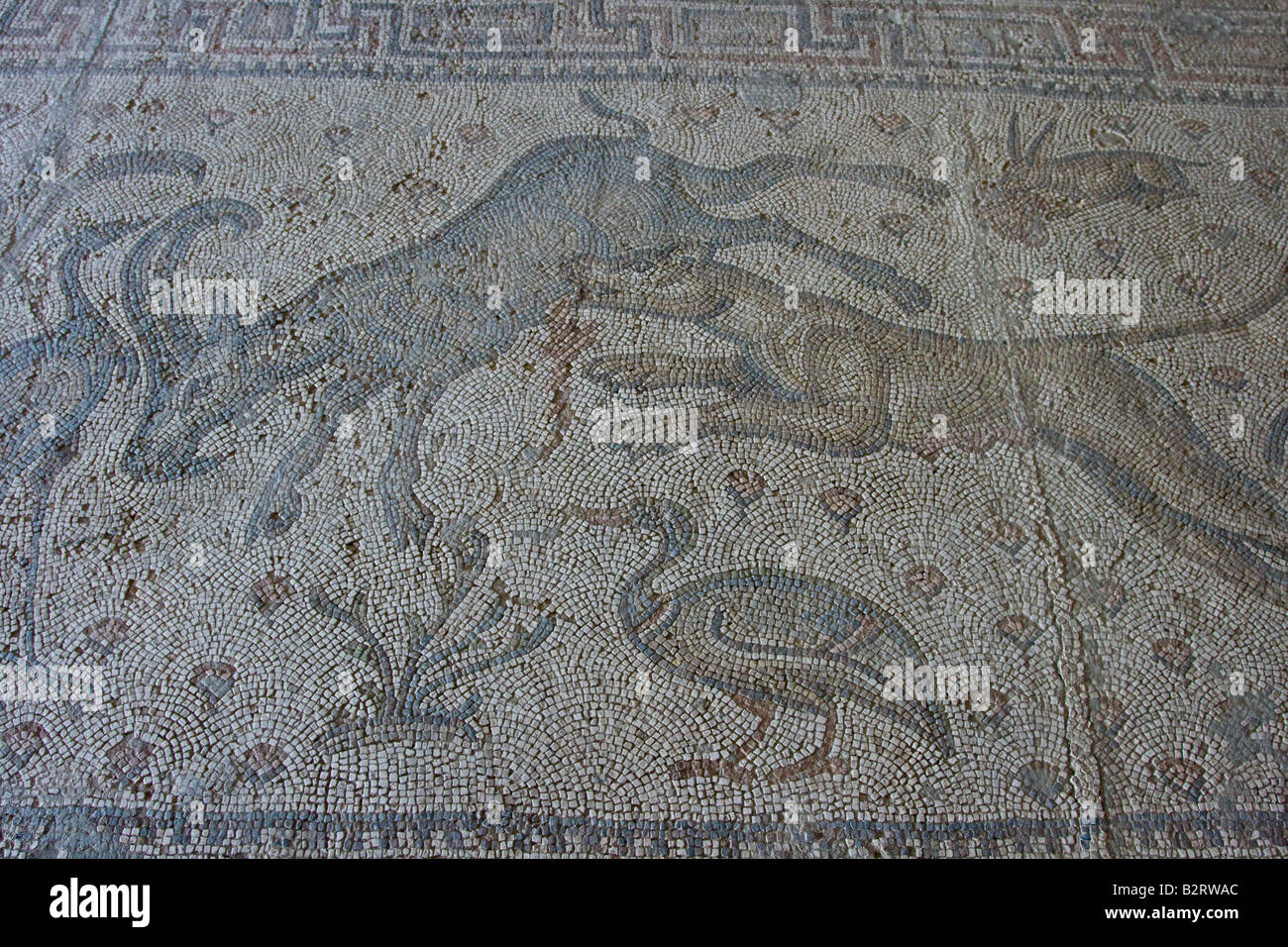 Apamea and mosaic hi-res stock photography and images - Alamy