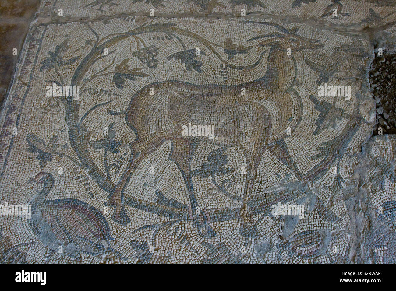 Apamea And Mosaic High Resolution Stock Photography and Images - Alamy
