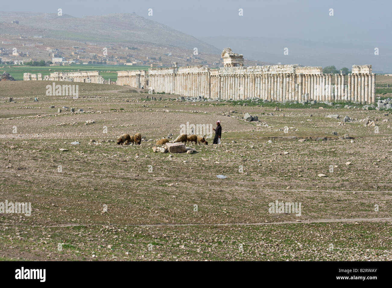 Shepherd and his Sheep at Roman Ruins in Apamea Syria Stock Photo - Alamy