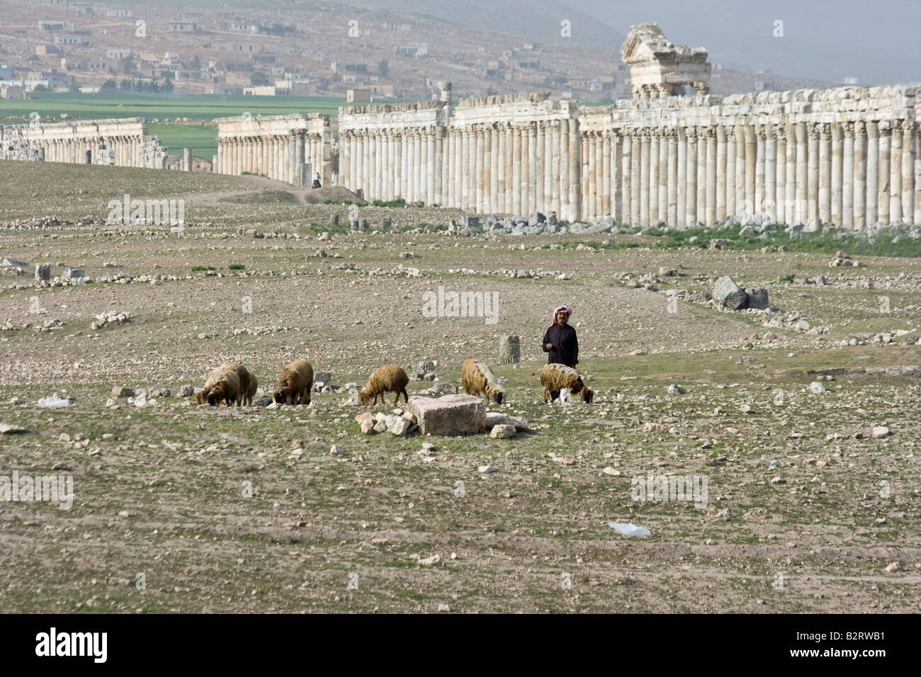 Sheperd and his Sheep at Roman Ruins in Apamea Syria Stock Photo - Alamy
