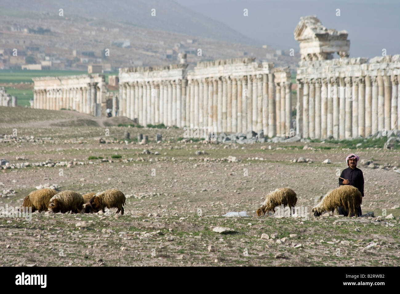 Sheperd and his Sheep at Roman Ruins in Apamea Syria Stock Photo - Alamy