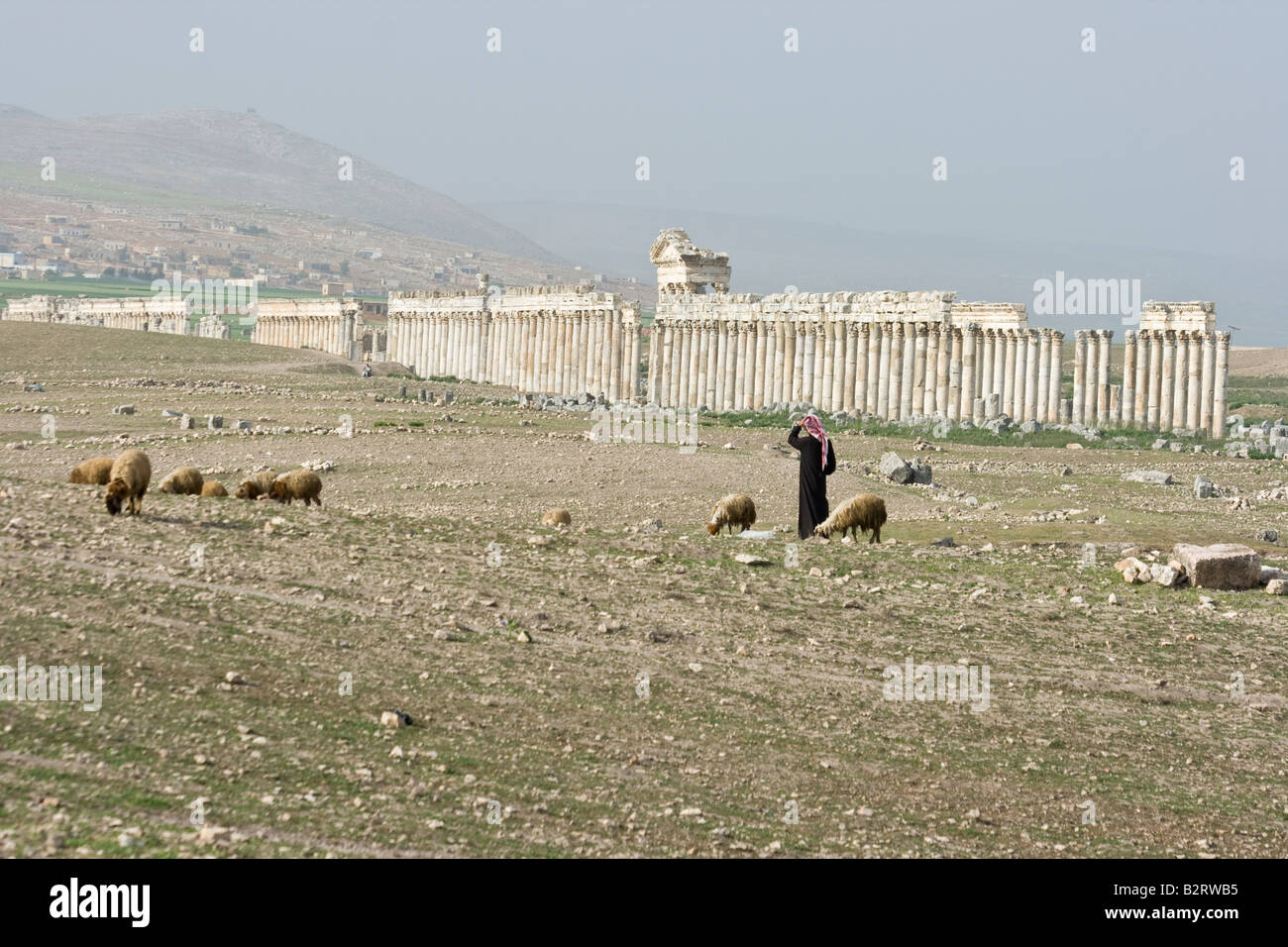 Sheperd and his Sheep at Roman Ruins in Apamea Syria Stock Photo - Alamy