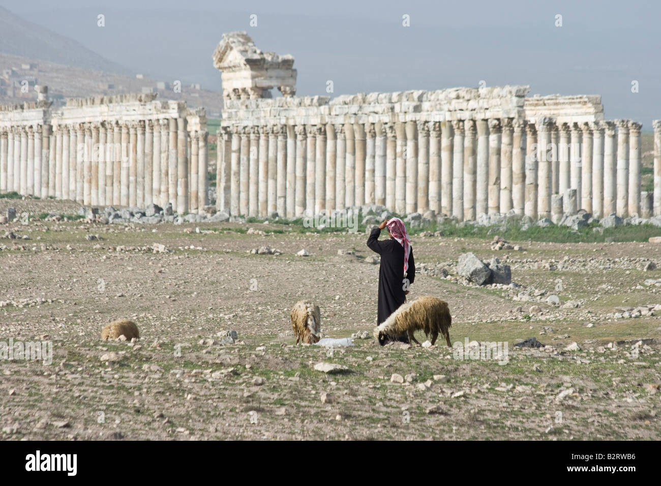 Sheperd and his Sheep at Roman Ruins in Apamea Syria Stock Photo - Alamy
