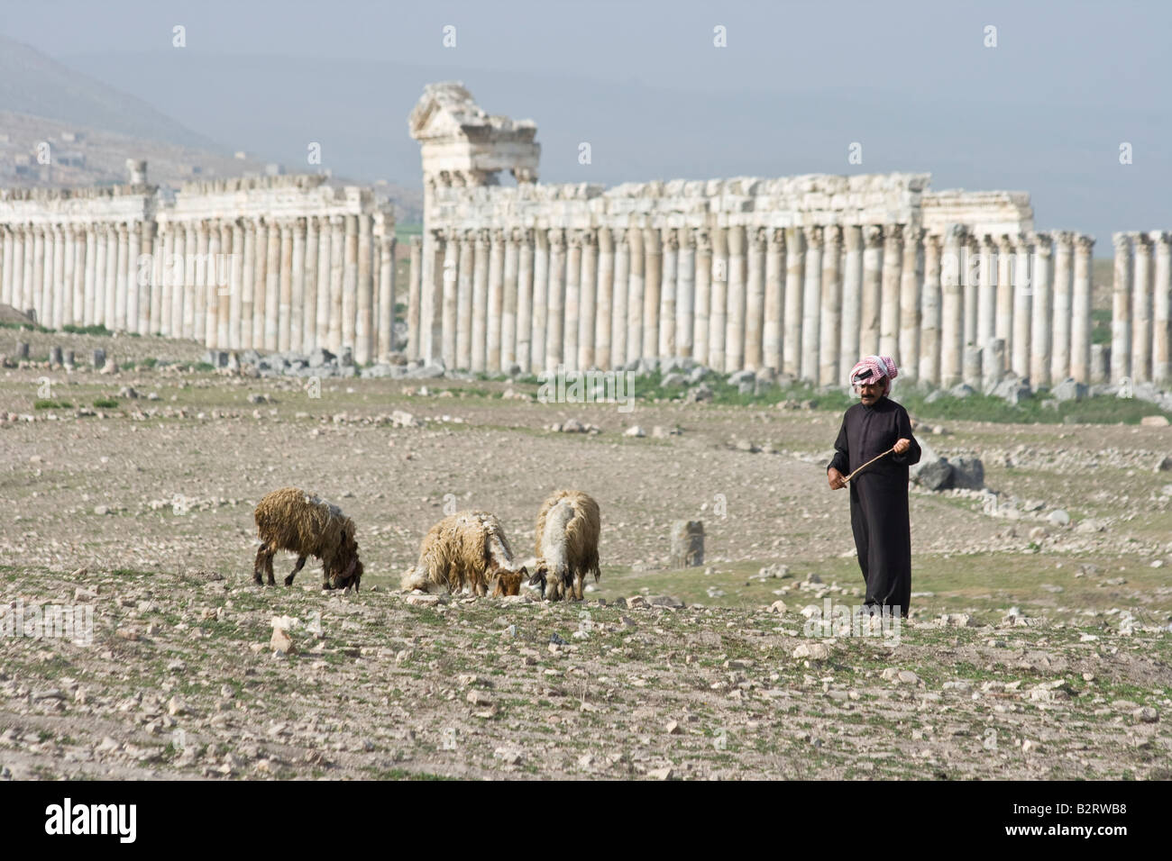 Sheperd and his Sheep at Roman Ruins in Apamea Syria Stock Photo - Alamy