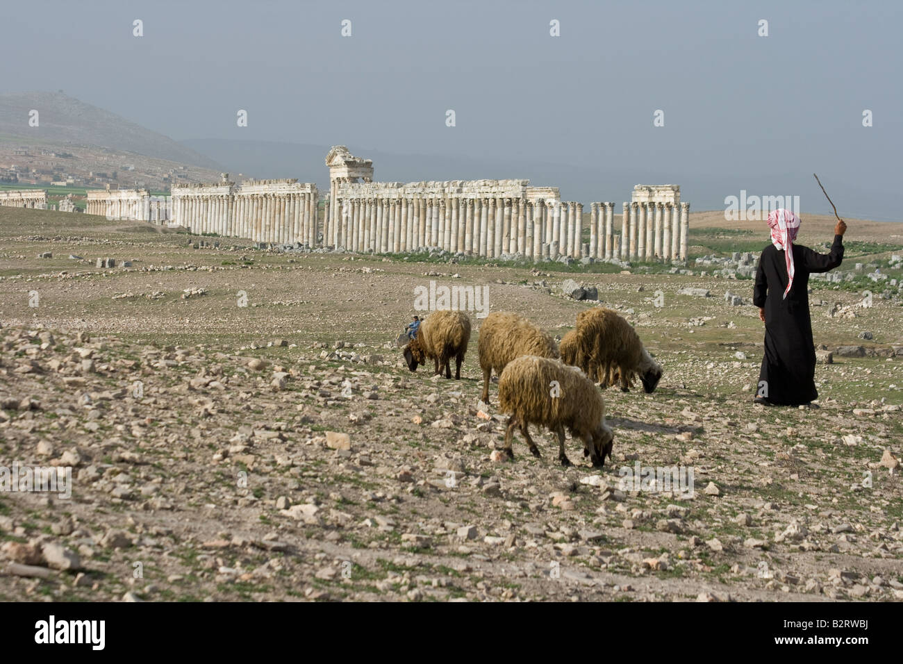 Sheperd and his Sheep at Roman Ruins in Apamea Syria Stock Photo - Alamy