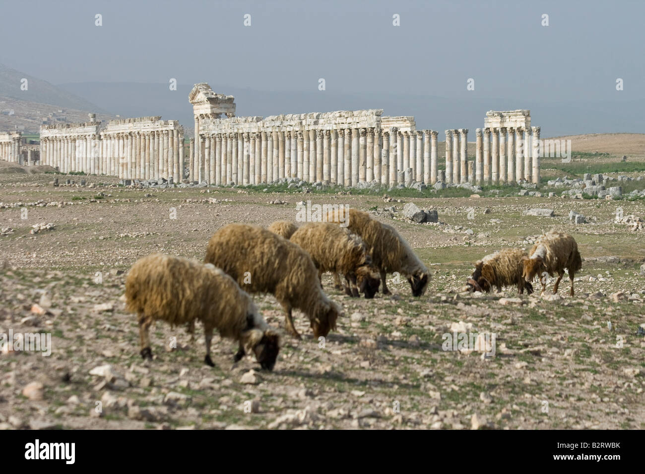 Sheep roman hi-res stock photography and images - Alamy