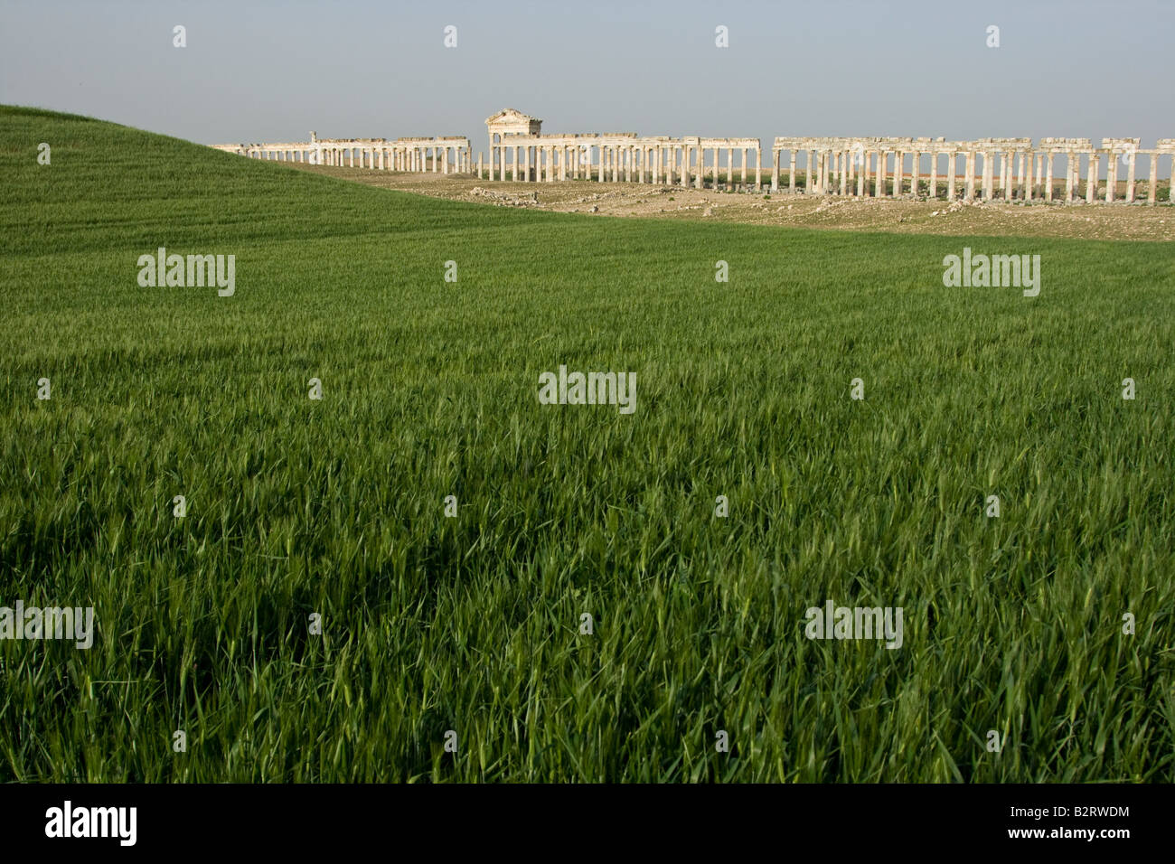 Middle eastern crops hi-res stock photography and images - Alamy