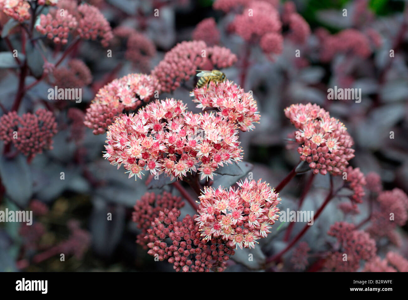 Sedum purple emperor hi-res stock photography and images - Alamy