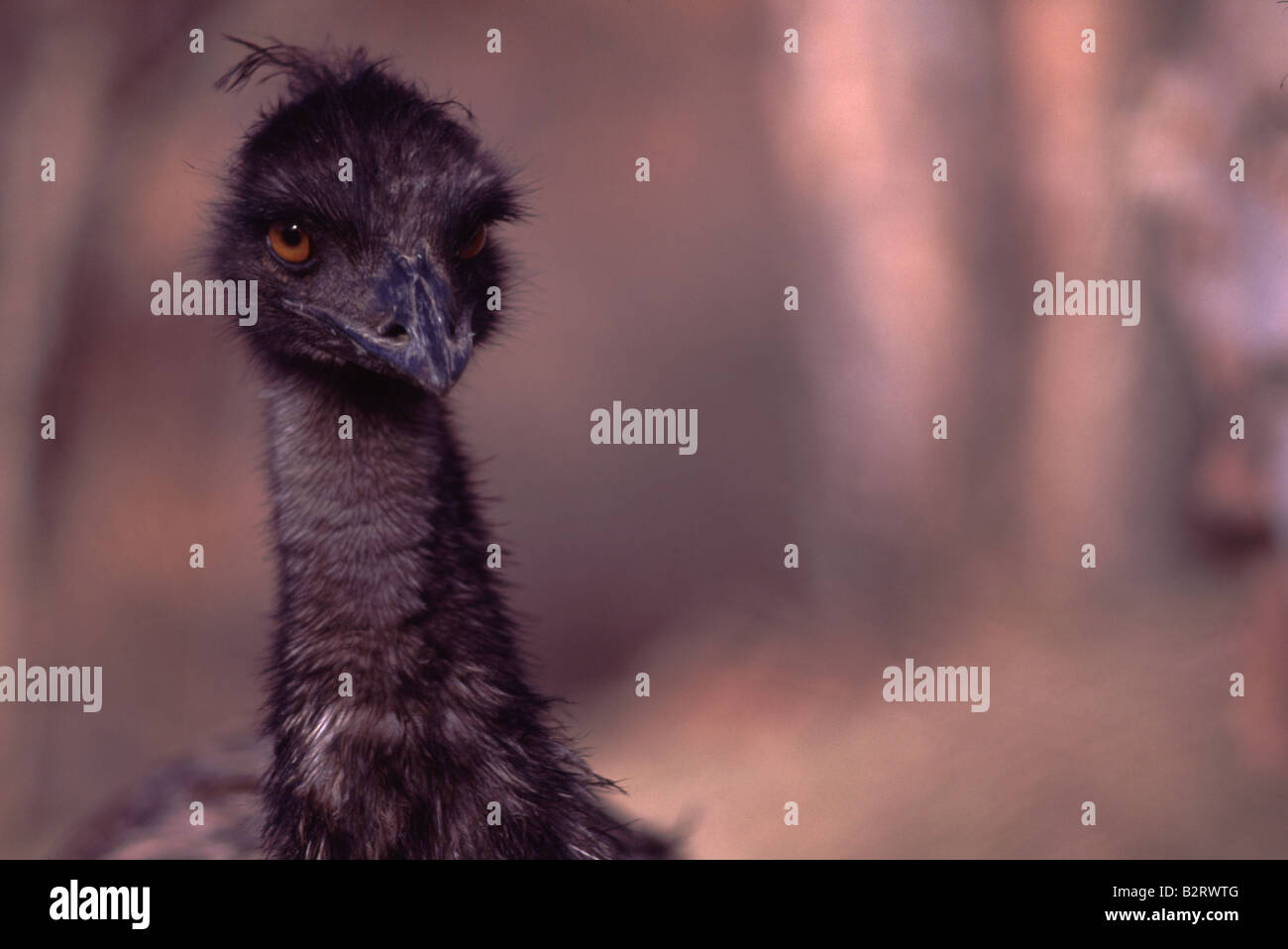 The Flightless Bird Ostrich Struthionidae Stock Photo - Alamy