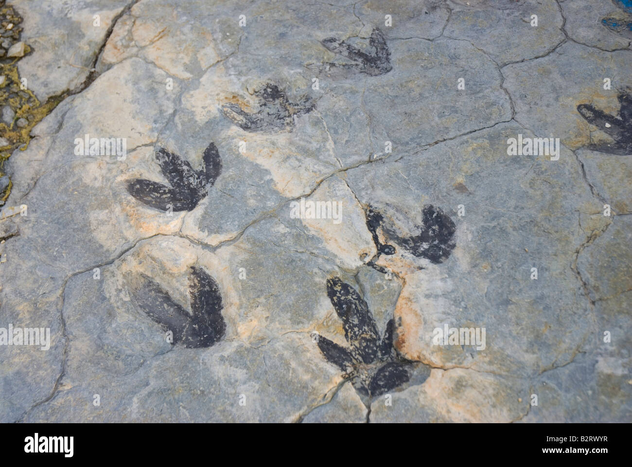 Footprint of a biped Theropoda dinosaur in Fuentesalvo near Villar del ...