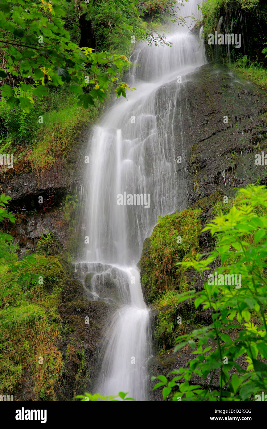 Canonteign Waterfalls the highest waterfalls in England Chudleigh ...