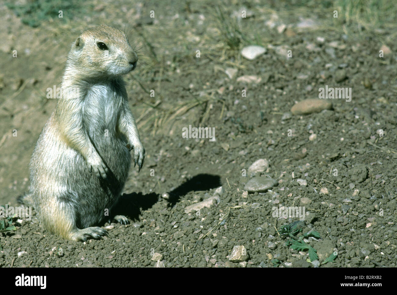 Prairie Dog Burrowing Rodent Grasslands of North America Dogs Stock ...