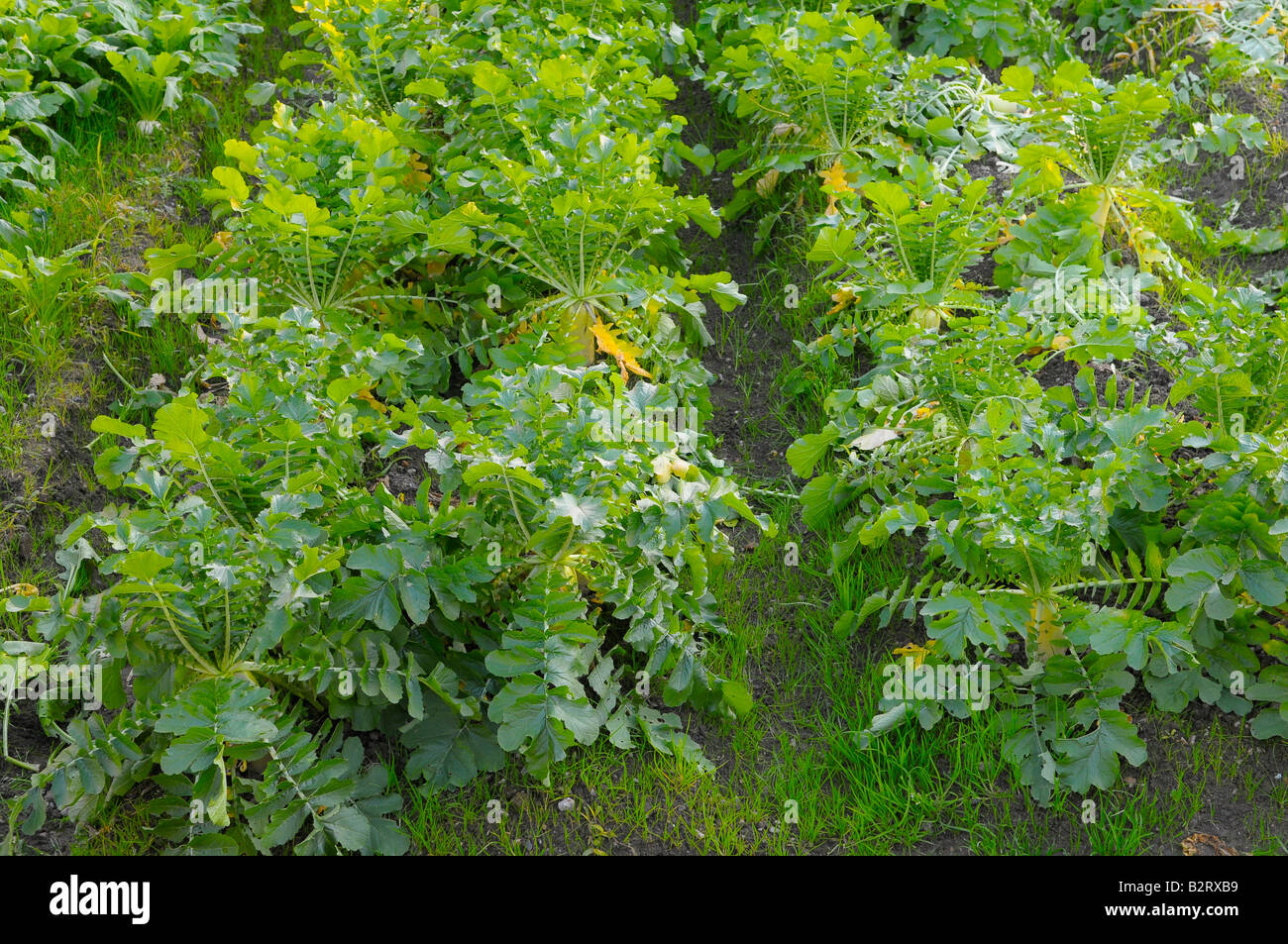 Daikon Radish Japan Stock Photos & Daikon Radish Japan Stock Images - Alamy