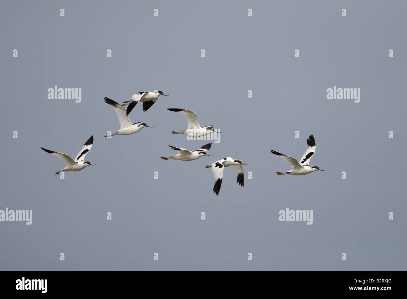 Avocet (recurvirostra avosetta) feet hi-res stock photography and ...