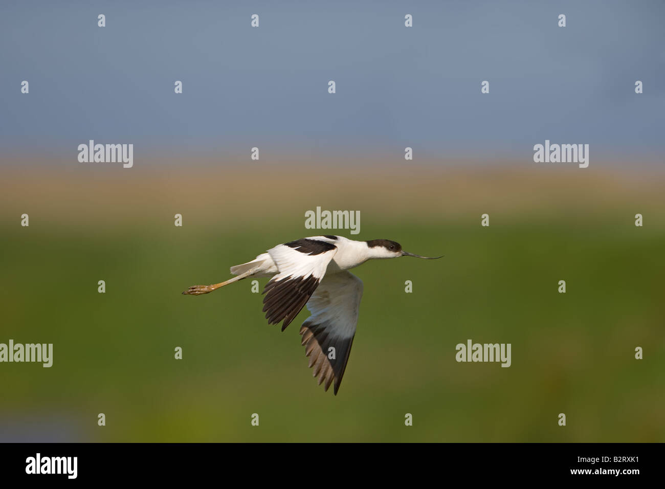 Avocets flight close up hi-res stock photography and images - Alamy