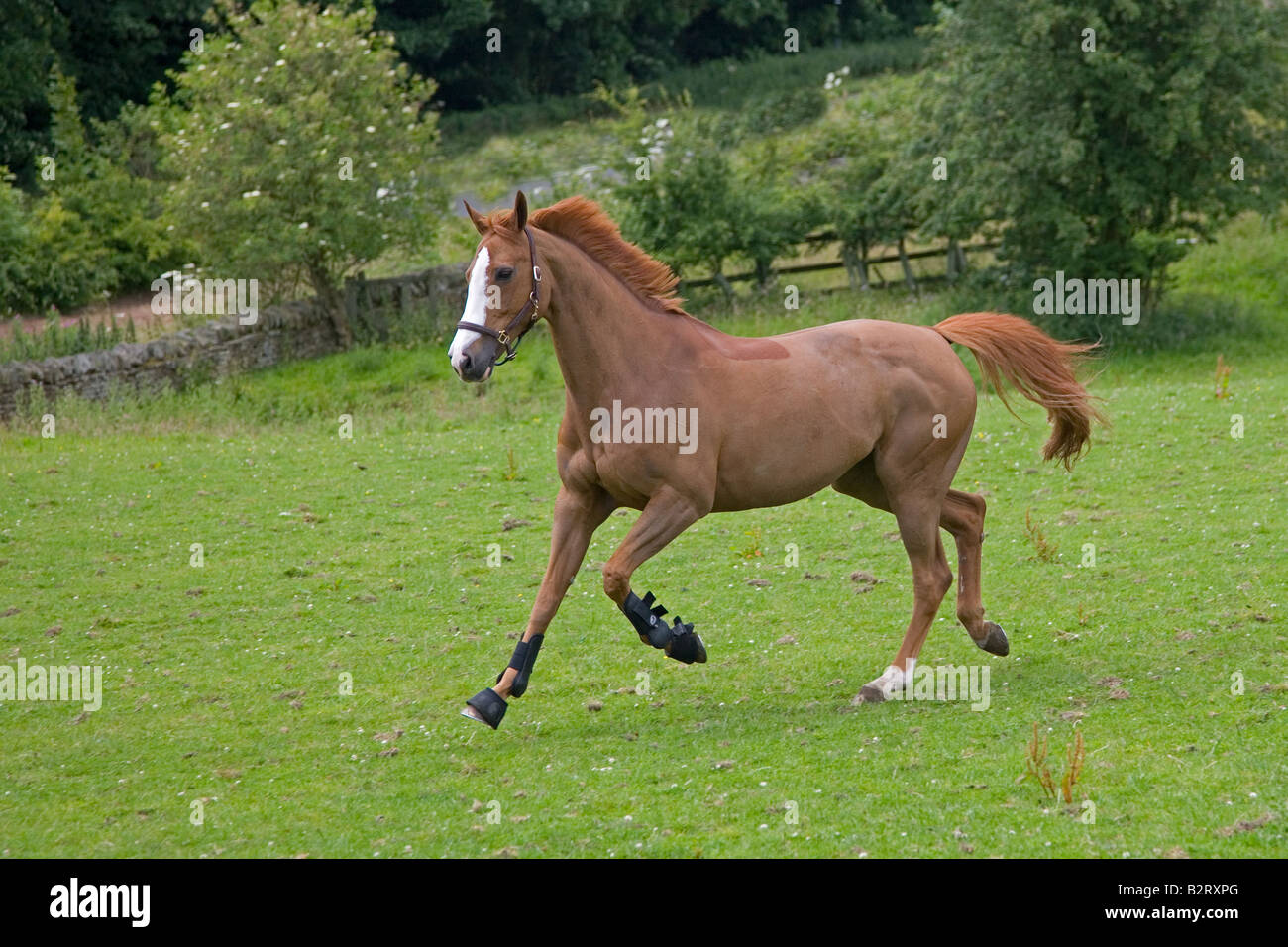 Chestnut Quarter Horse Jumping