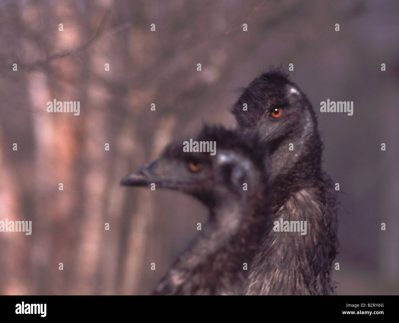 The Flightless Bird Ostrich Struthionidae Stock Photo - Alamy