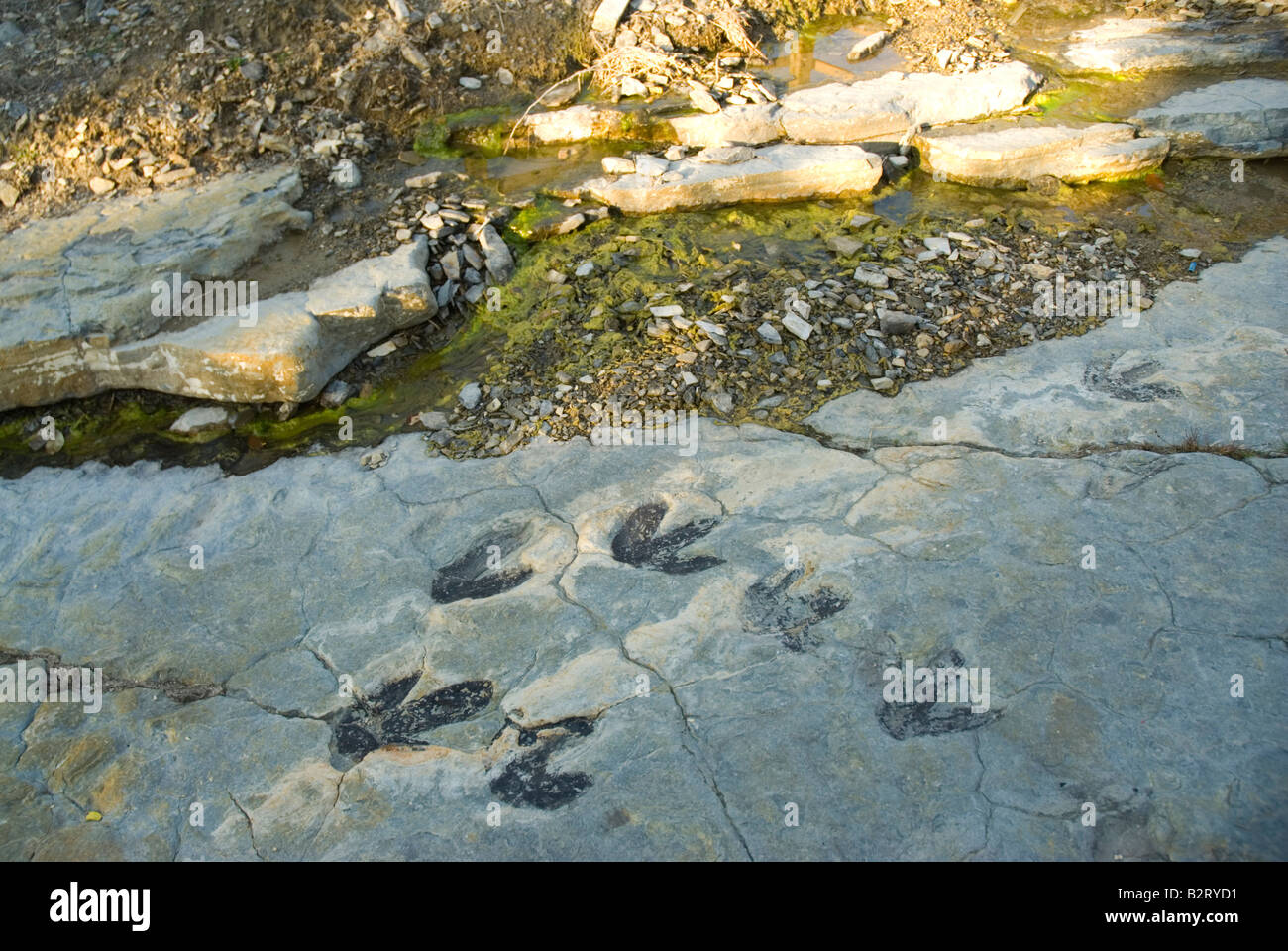 Footprint of a biped Theropoda dinosaur in Fuentesalvo near Villar del ...