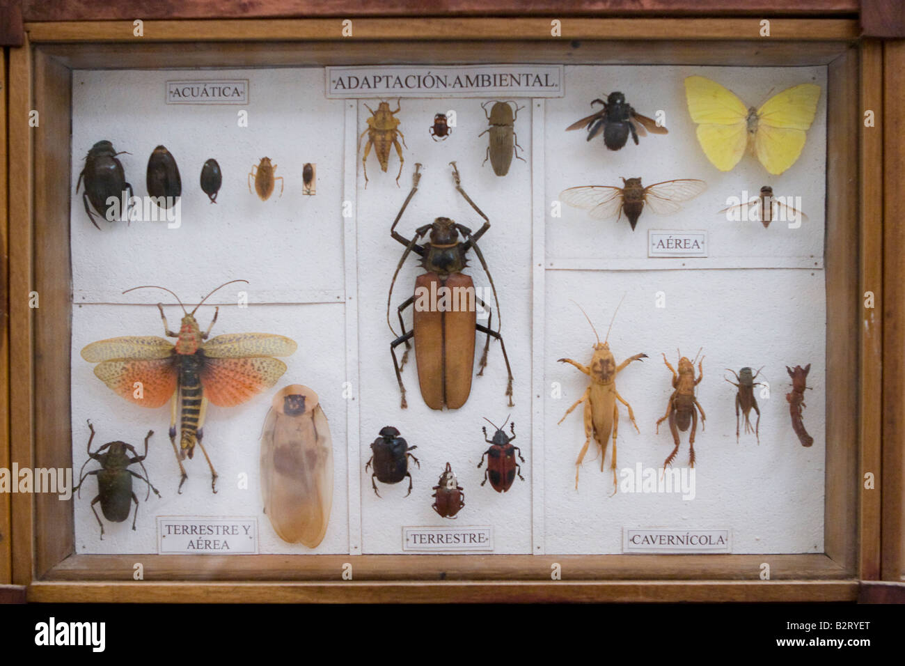 Environmental adaptation of insects exhibited in Rocsen Museum (Museo ...