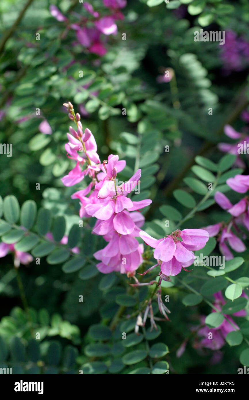 Indigofera heterantha purple pink deciduous shrub legume pea hi-res ...